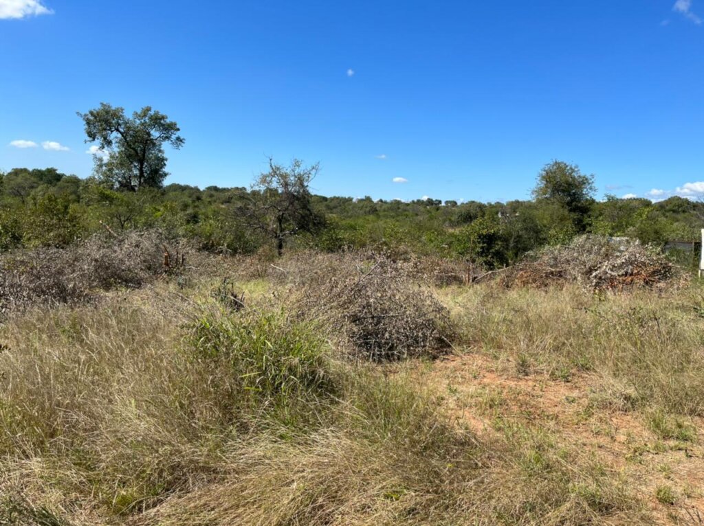 Reports on Build SA's 1st Free-Tailed Bat Flight Cage - GlobalGiving