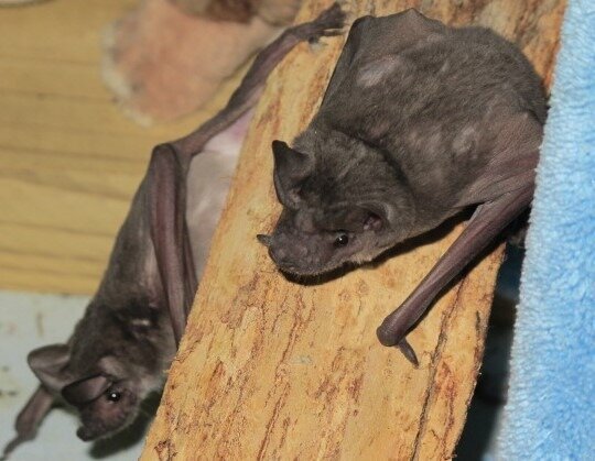 Build SA's 1st Free-Tailed Bat Flight Cage - GlobalGiving