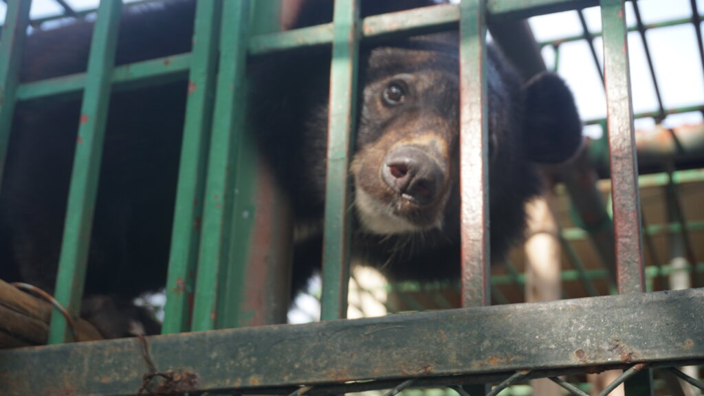 Protect Endangered Wildlife Against Exploitation - GlobalGiving