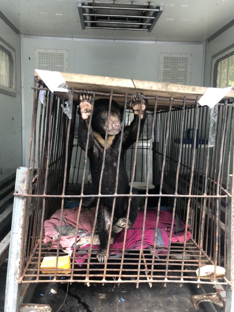 Protect Endangered Wildlife Against Exploitation - GlobalGiving