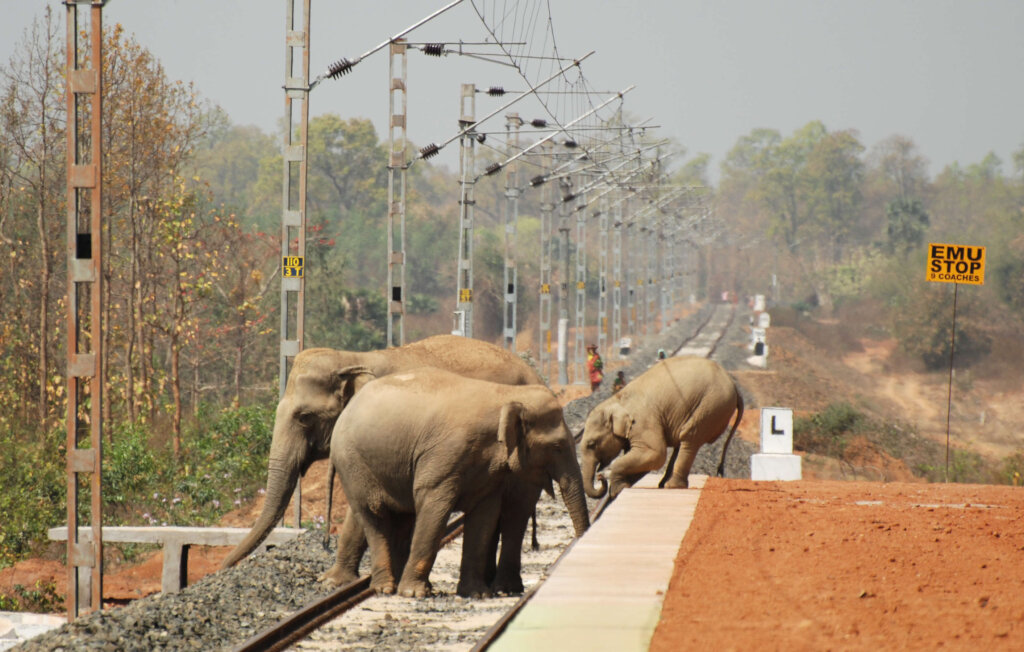 Saving W.Bengal Elephants from Deadly Train Tracks - GlobalGiving