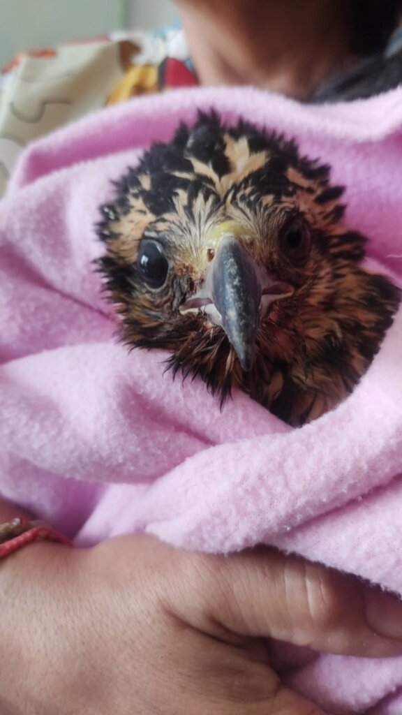 Reports on Wildlife Rescue and Rehabilitation - GlobalGiving