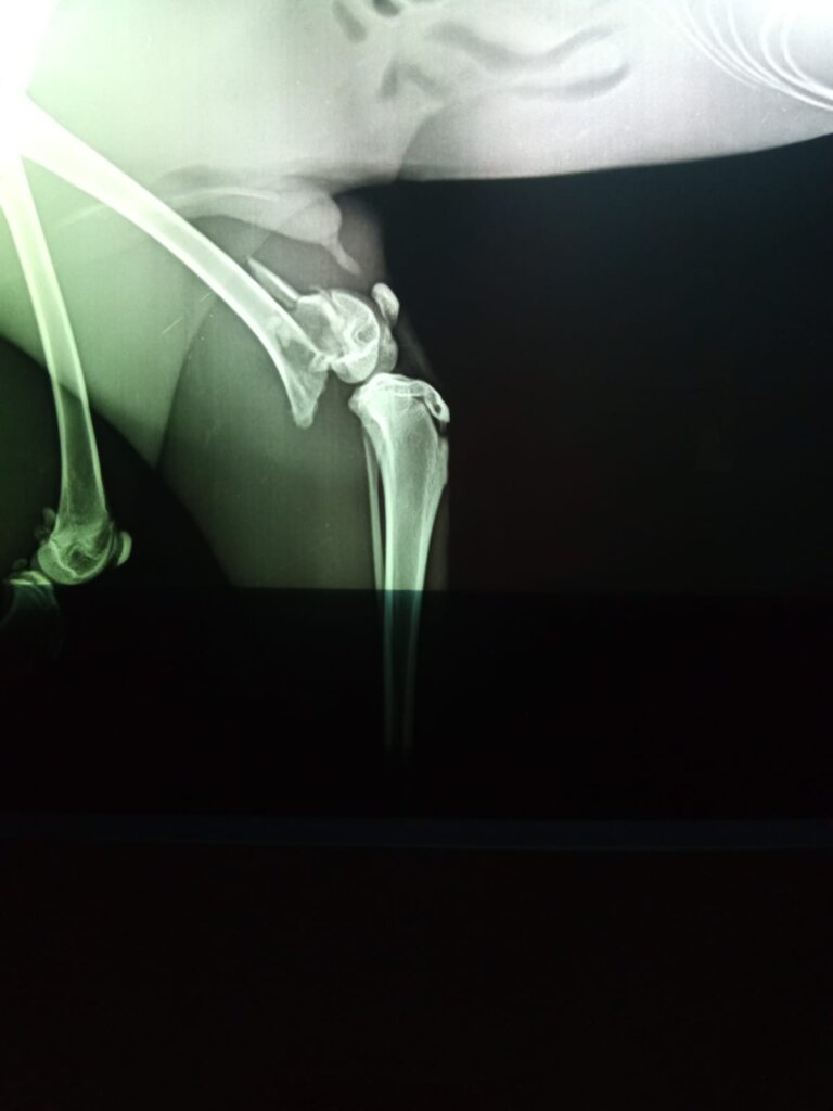 Reports on Wildlife Rescue and Rehabilitation - GlobalGiving