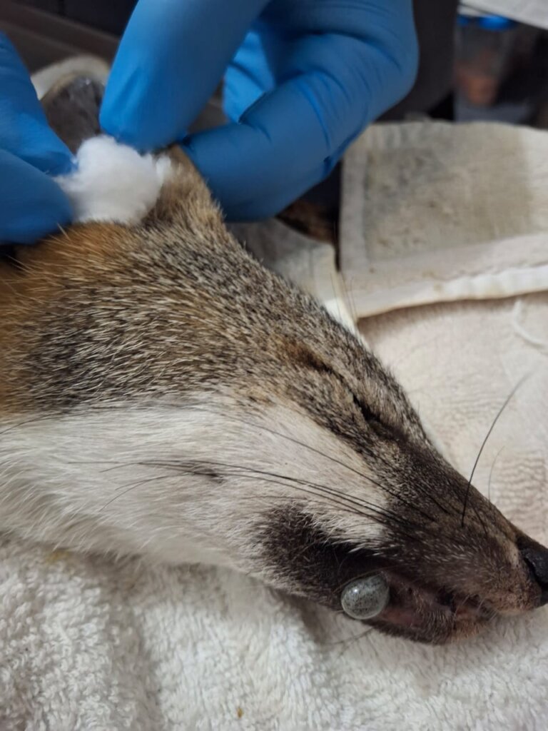 Reports on Wildlife Rescue and Rehabilitation - GlobalGiving