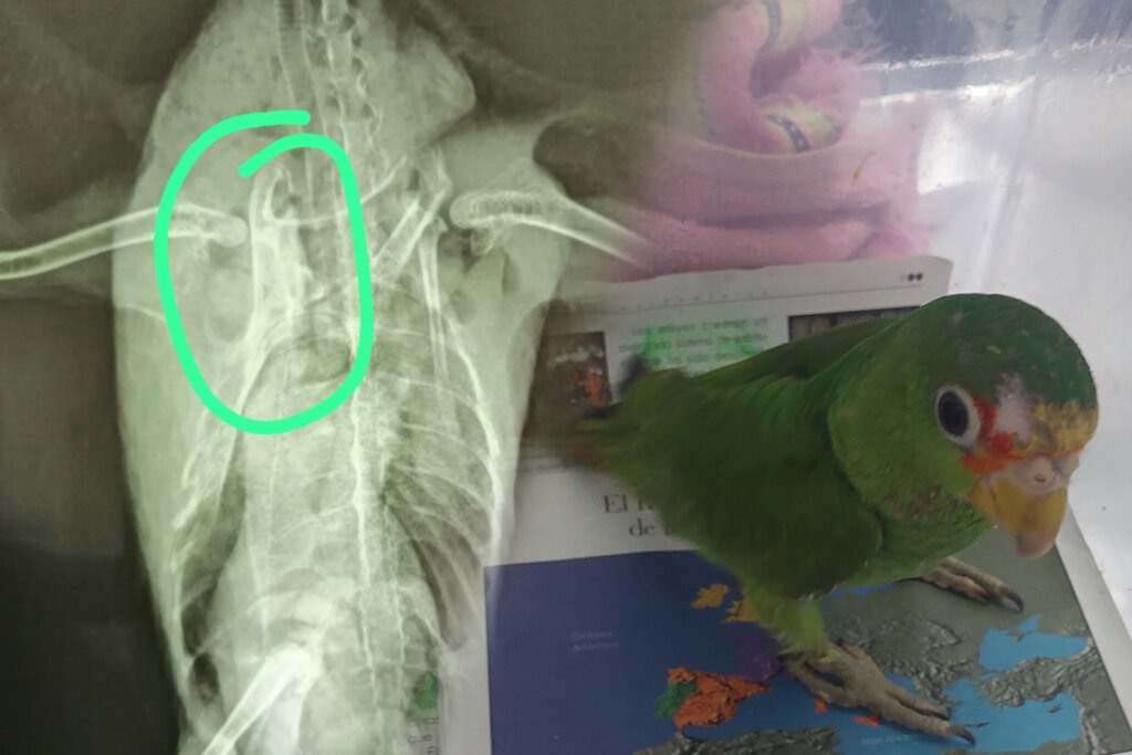 Reports on Wildlife Rescue and Rehabilitation - GlobalGiving