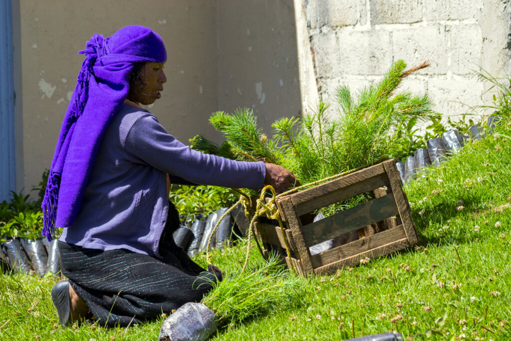 Planting trees for people and birds - GlobalGiving