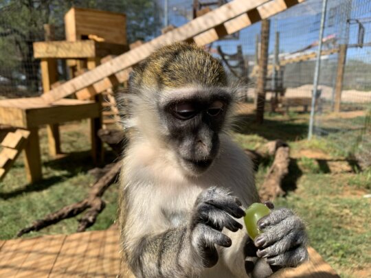 Rescue Monkeys from Lives of Abuse - GlobalGiving