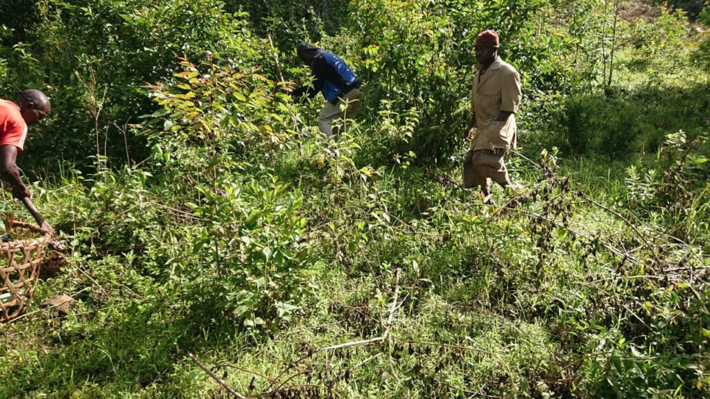 Reports on Plant 10,000 Trees to Combat Climate Change - GlobalGiving