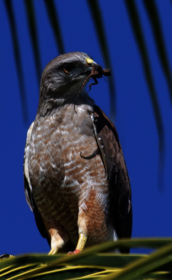 Reports on Conserving the Ridgway's Hawk in Punta Cana, DR - GlobalGiving