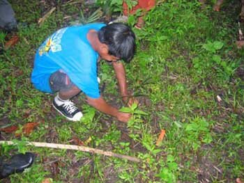 Reforestation for the future of the Amazon - GlobalGiving