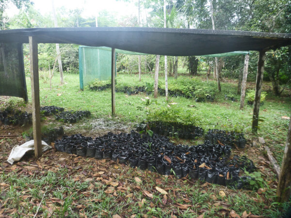 Reforestation for the future of the Amazon - GlobalGiving