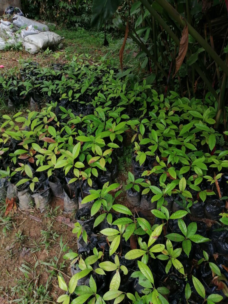 Reforestation for the future of the Amazon - GlobalGiving