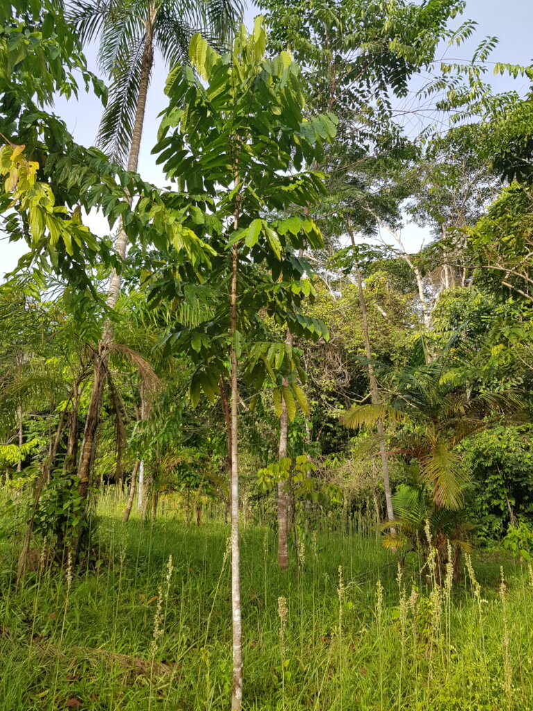Reforestation for the future of the Amazon - GlobalGiving
