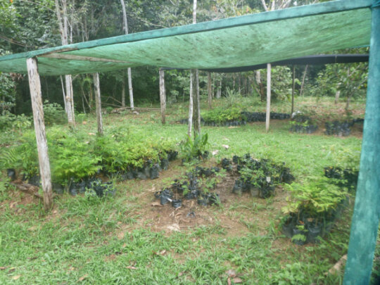 Reforestation for the future of the Amazon - GlobalGiving