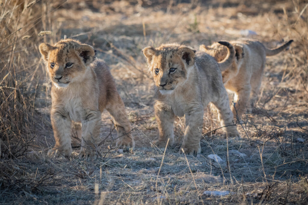 Felidae Centre New Lion Enclosure - GlobalGiving