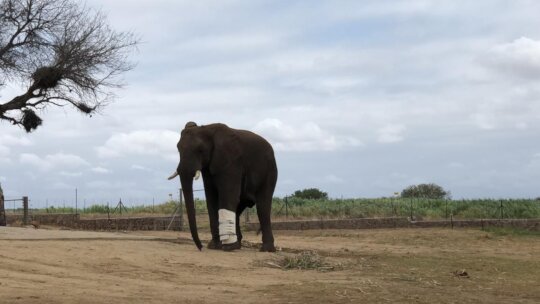 Fishan Brave Elephant who Survived a Fractured leg - GlobalGiving