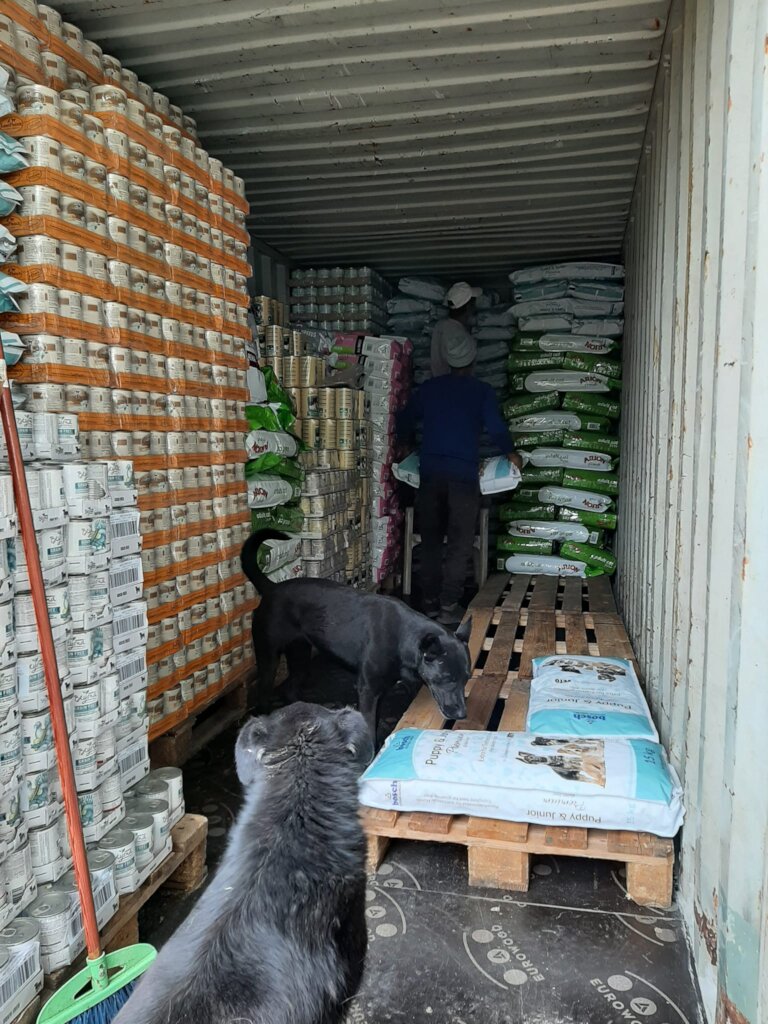 Donate to Food for 250 Street Dogs and 40 Cats in Romania - GlobalGiving
