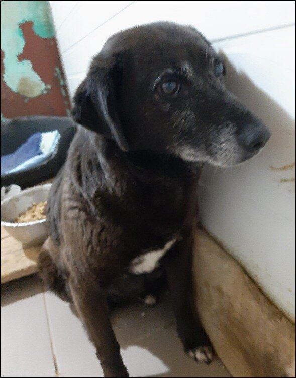 Donate to Food for 250 Street Dogs and 40 Cats in Romania - GlobalGiving