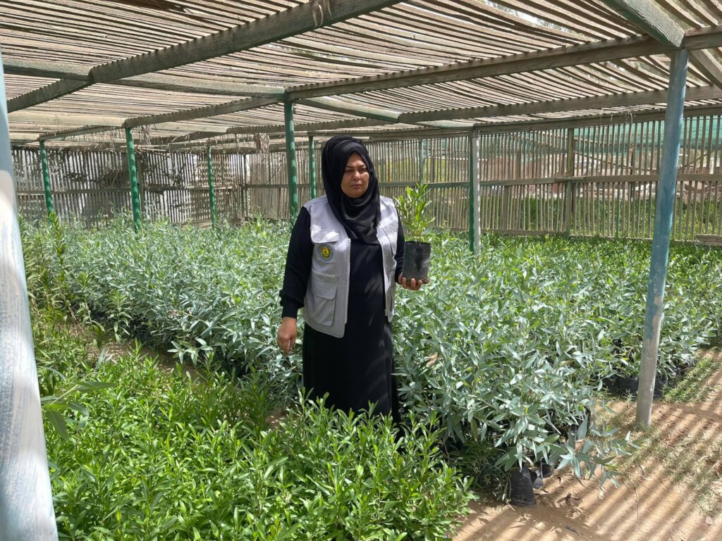 Plant 40,000 Trees In iraq - GlobalGiving