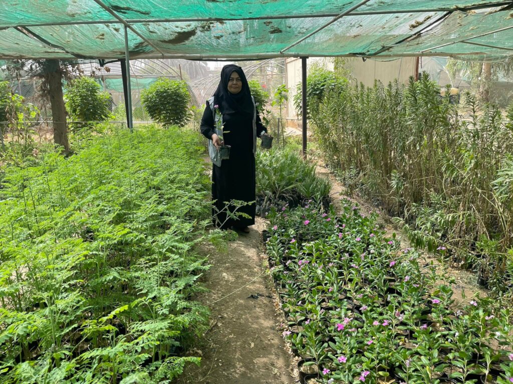 Plant 40,000 Trees In iraq - GlobalGiving