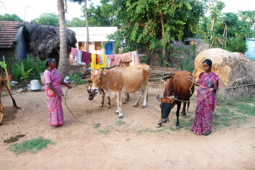 Empowerment of Dalits in India - GlobalGiving