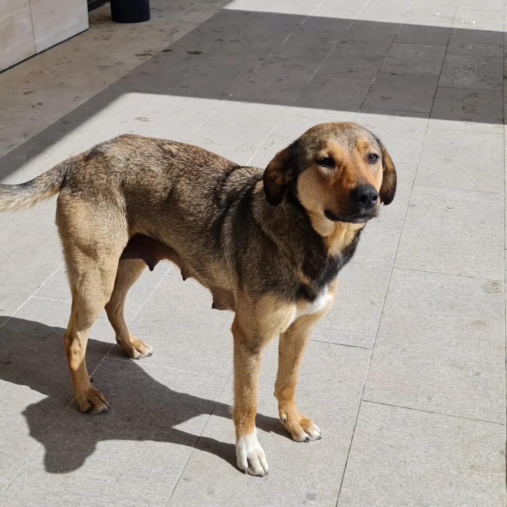 Please Help Moby & His Friends Fly to Canada - GlobalGiving