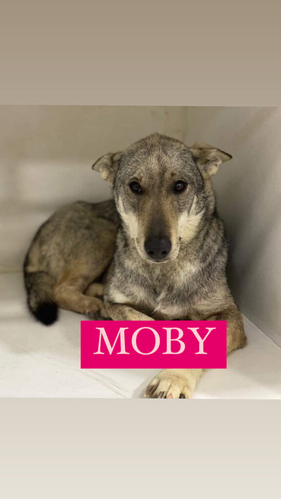Please Help Moby & His Friends Fly to Canada - GlobalGiving