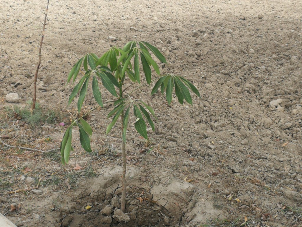 Reports on Green Pakistan by Plant a Tree & Install FES Stove ...