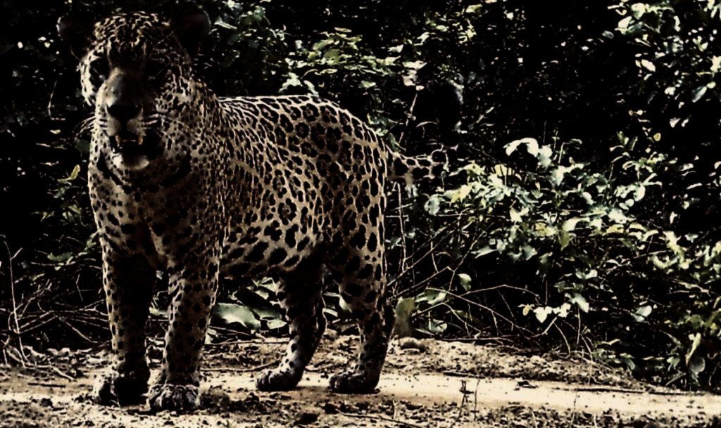 Reports on Vital Research to Protect Jaguars in Latin America ...