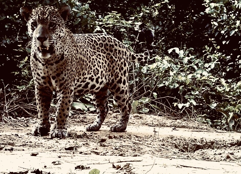 Vital Research to Protect Jaguars in Latin America - GlobalGiving