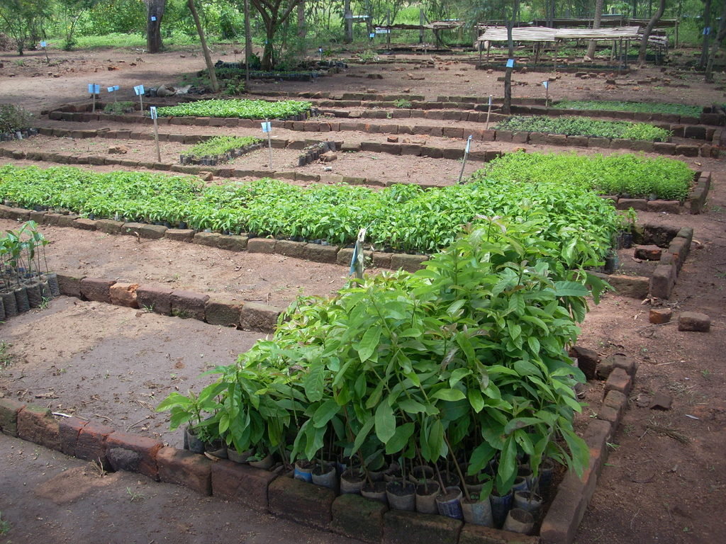 Promote Planting of 500,000 Trees in Tororo Uganda - GlobalGiving