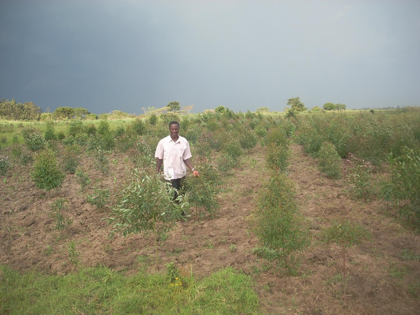 Promote Planting of 500,000 Trees in Tororo Uganda - GlobalGiving