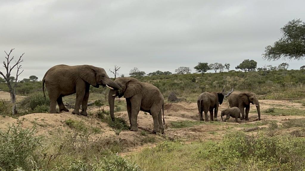 Help Save The Elephants' Home - GlobalGiving