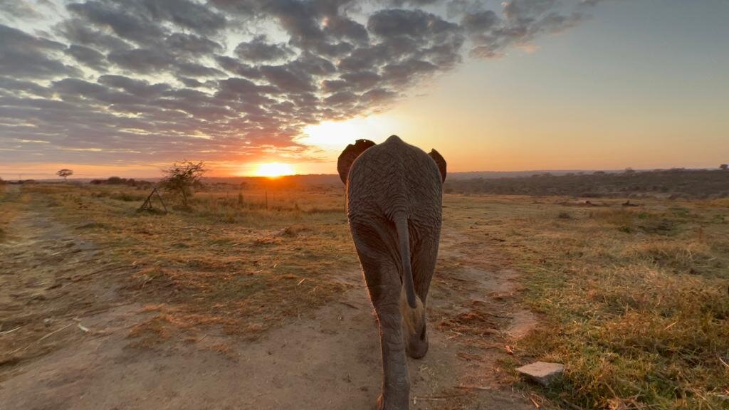 Help Save The Elephants' Home - GlobalGiving