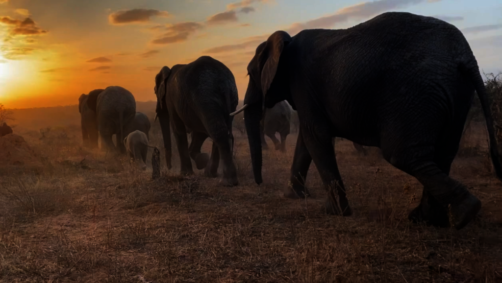 Help Save The Elephants' Home - GlobalGiving