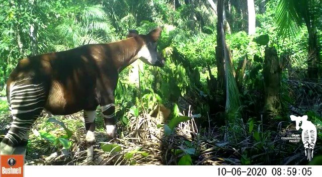 Reports on Help Stop Slash and Burn Farming in the Congo - GlobalGiving