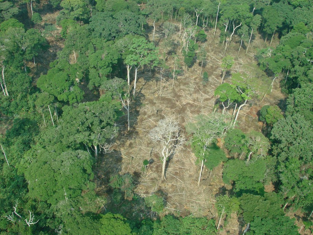 Reports on Help Stop Slash and Burn Farming in the Congo - GlobalGiving