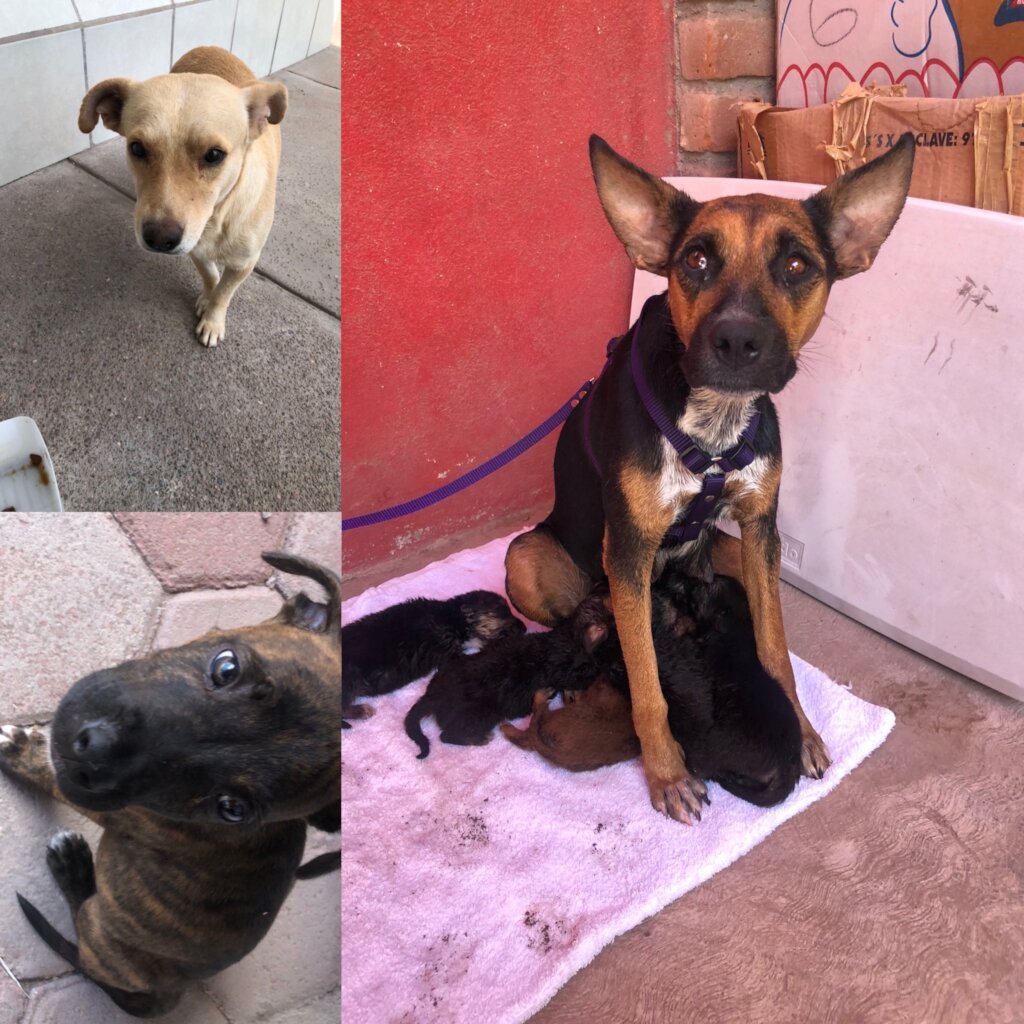 SPL Rescue Center Construction - GlobalGiving