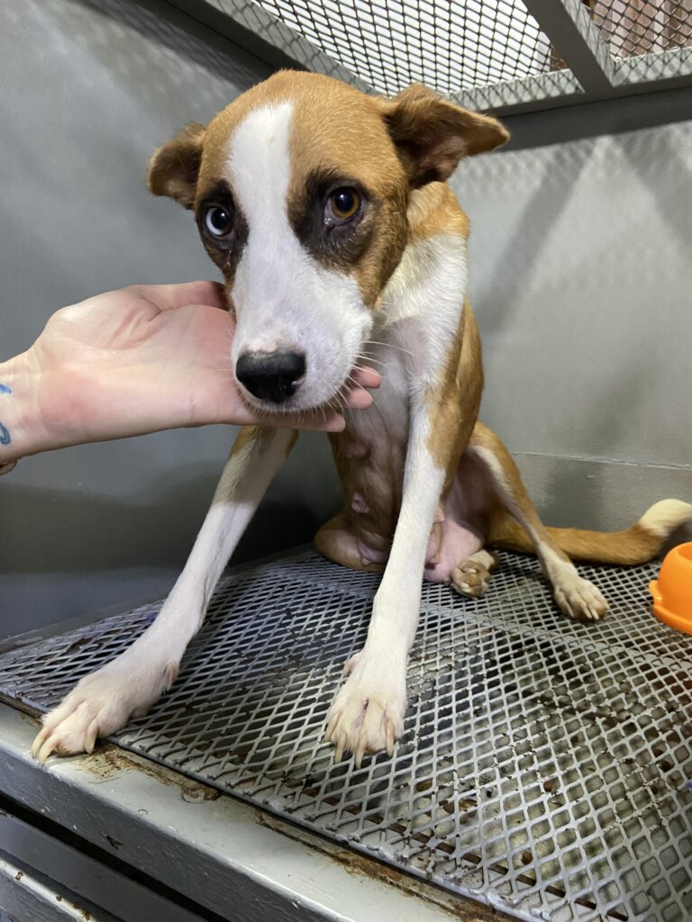 SPL Rescue Center Construction - GlobalGiving