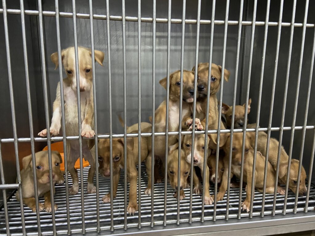 SPL Rescue Center Construction - GlobalGiving