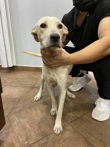 SPL Rescue Center Construction - GlobalGiving