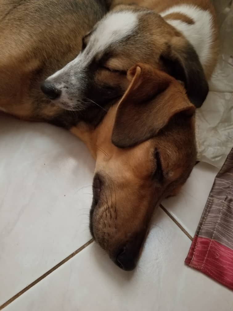 Spay it forward! Spay/neuter Rwandan rescue dogs - GlobalGiving