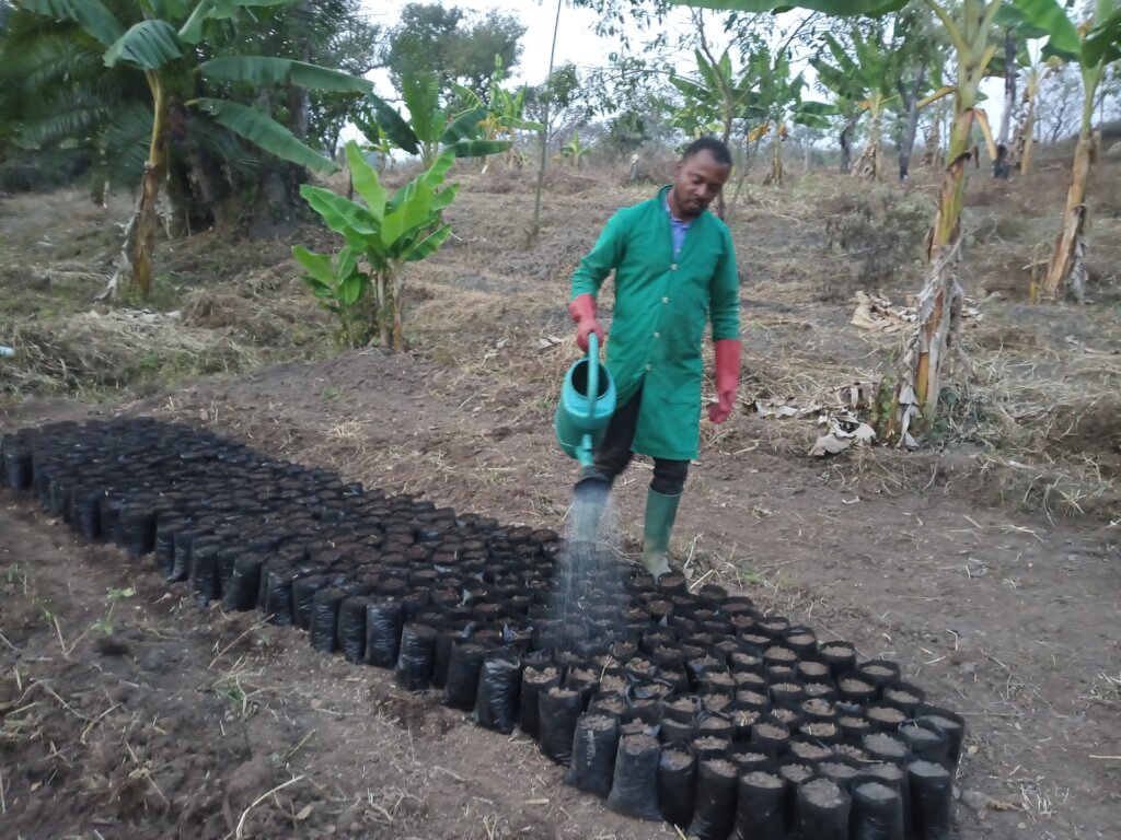 Plant 25000 Agroforestry Trees in Foumban. - GlobalGiving