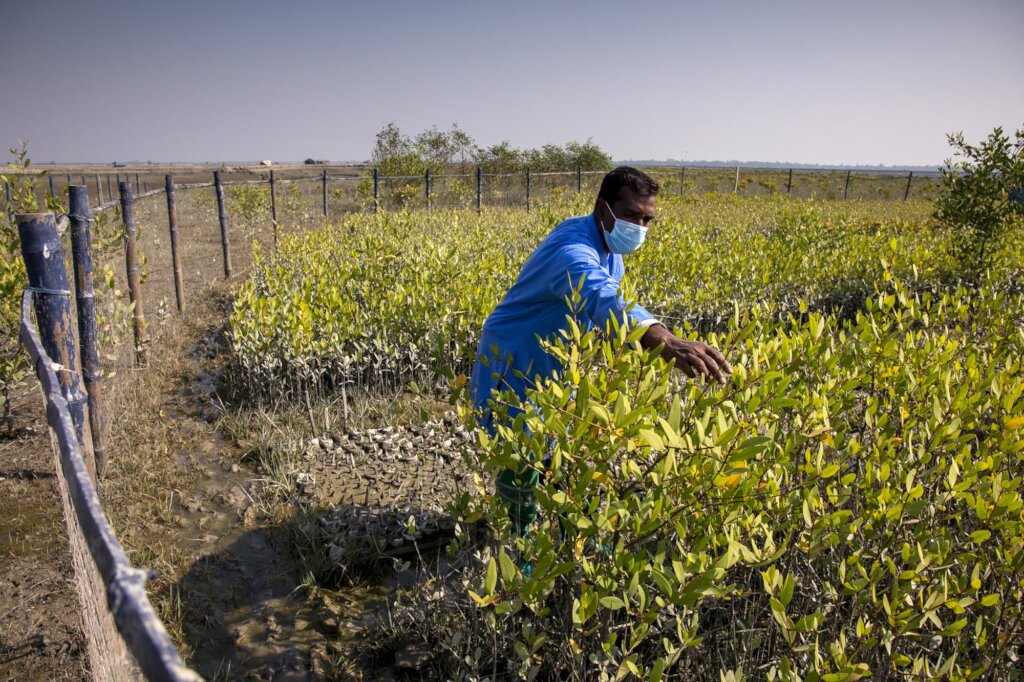 DONATE A TREE: CAPTURE THE CARBON - GlobalGiving