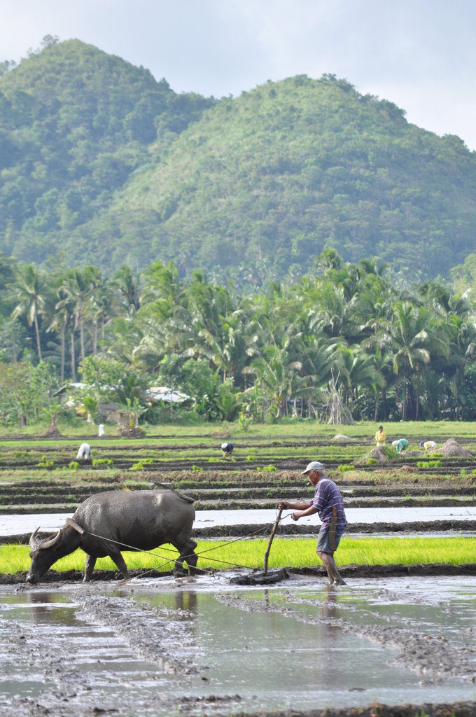 Build minidams for 100 poor farmers in Philippines - GlobalGiving