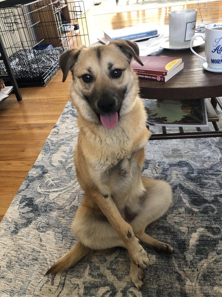 Reports on Please Help Royal & Friends - GlobalGiving