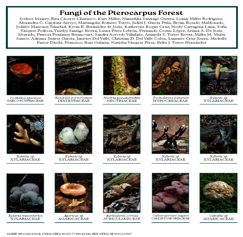 Reports on Promote Learning about a Unique Forest Ecosystem - GlobalGiving