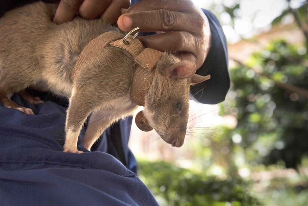 Support APOPO's HeroRATs' life-saving missions! - GlobalGiving
