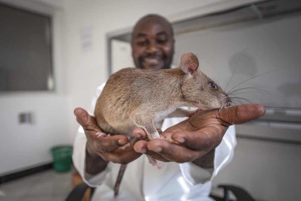 Support APOPO's HeroRATs' life-saving missions! - GlobalGiving