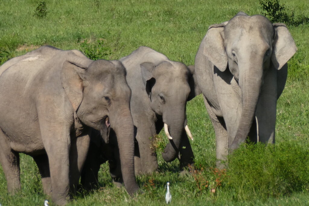 Facilitating human-elephant coexistence in Asia - GlobalGiving